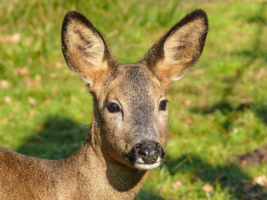 Europäisches Reh - Wildpark Müden