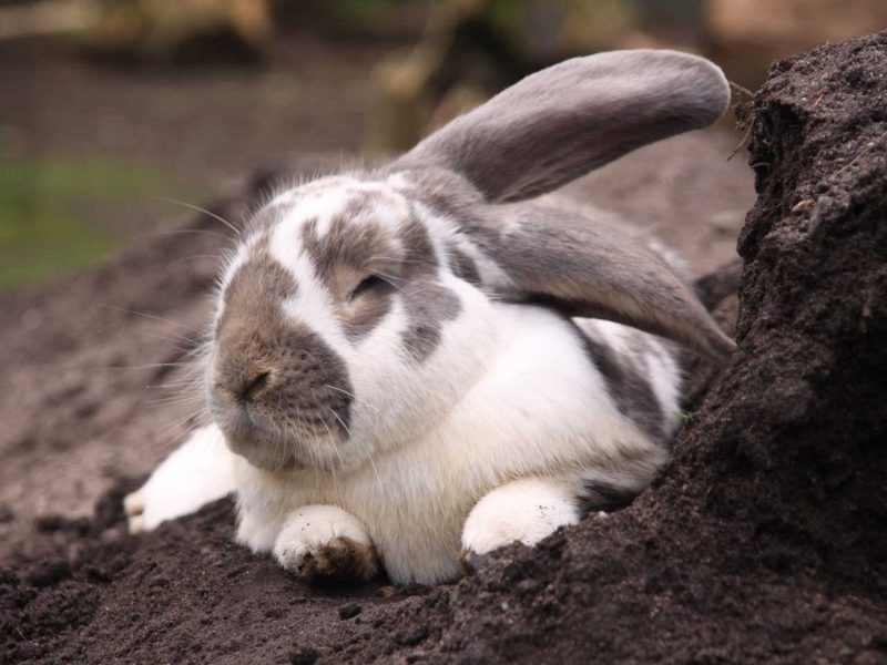 Deutscher Riese - Wildpark Müden