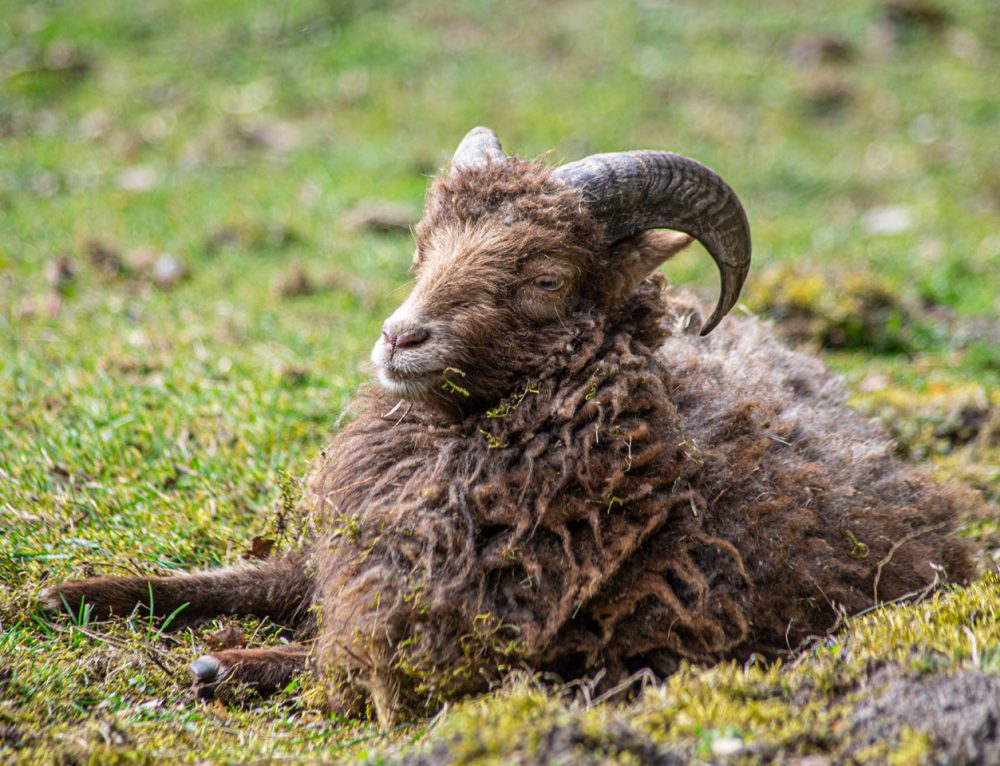 Europäisches Reh - Wildpark Müden