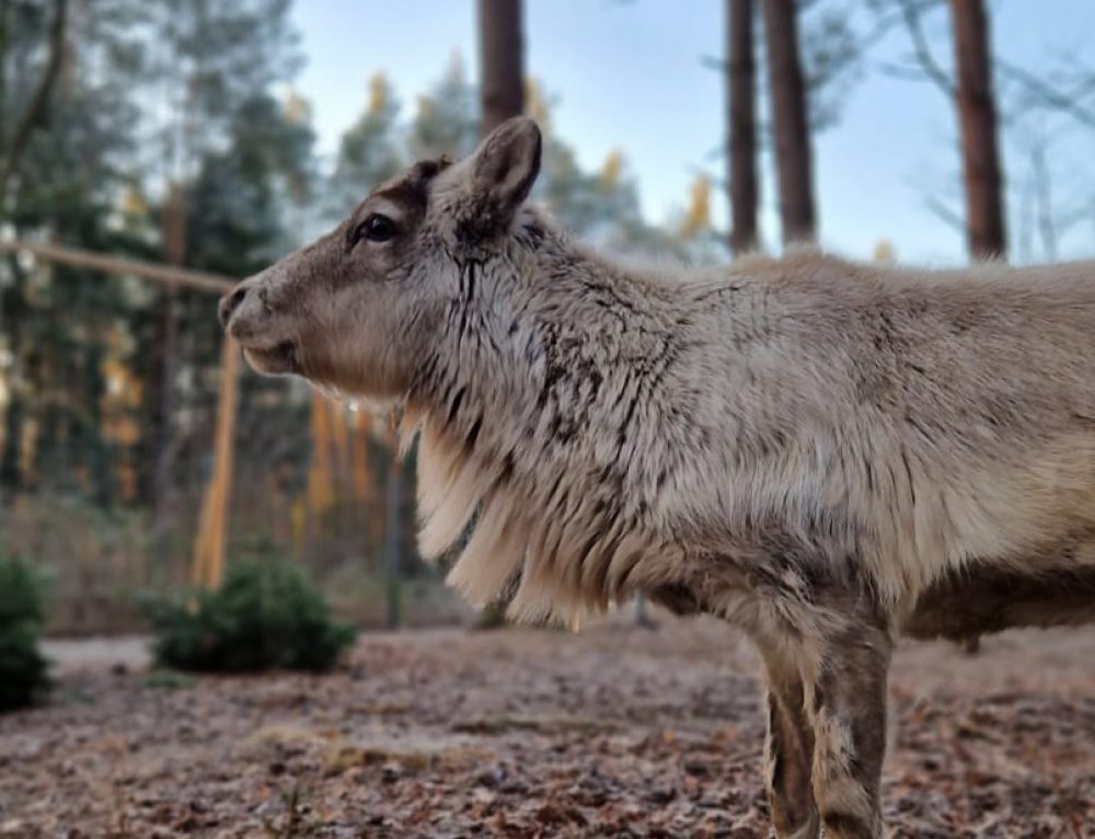 Europäischer Elch - Wildpark Müden